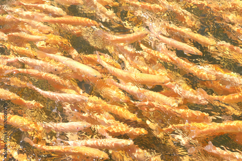 Trout farming. Breeding golden, rainbow trout species. Fish farming in ...