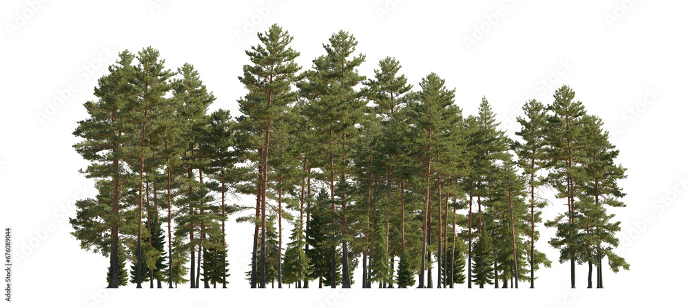 Frontal view Forest Pinus sylvestris Scotch pine big tall tree and ...