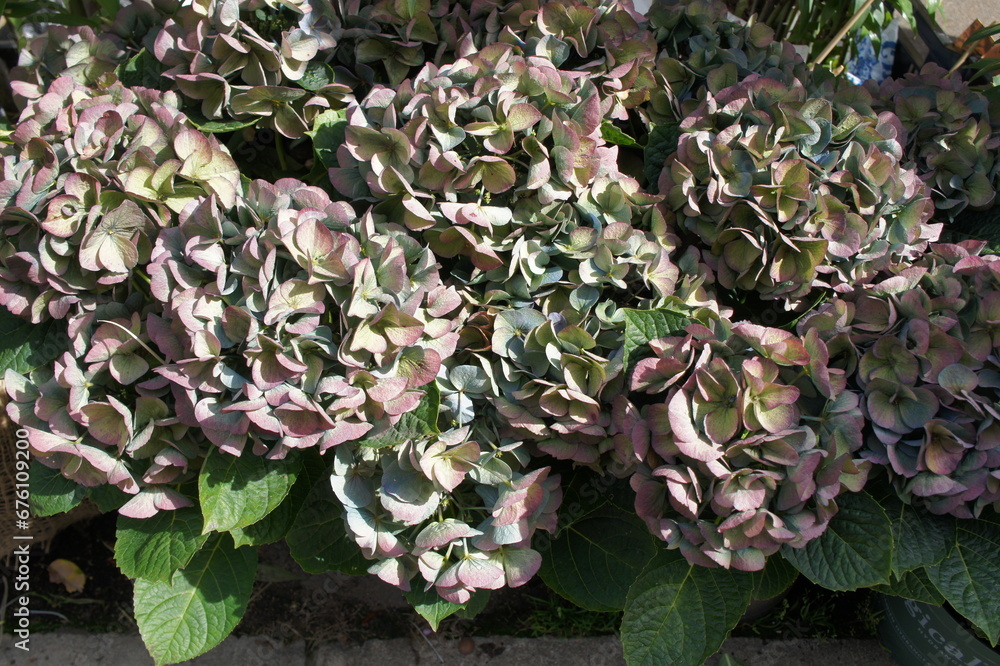 New varieties of Hydrangea macrophylla with gray, purple inflorescences ...