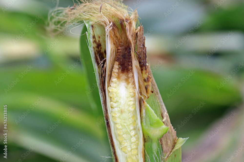 Bacterial Stalk Rot of Corn, maize disease caused by bacteria of the ...