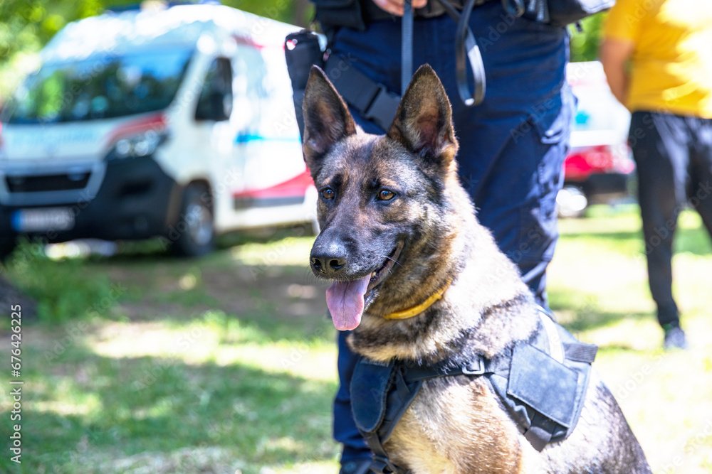 Police dog K9 canine German shepherd with policeman in uniform on duty. Search, rescue or guard ...