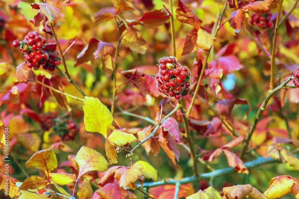 The fruit of the Fragrant Sumac, alson known as the Rhus trilobata. The ...