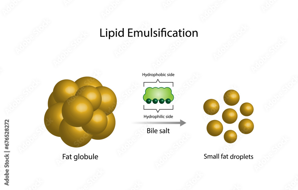 Lipid emulsification, Fat Molecule, Lipid droplets, Lipid Digestion ...