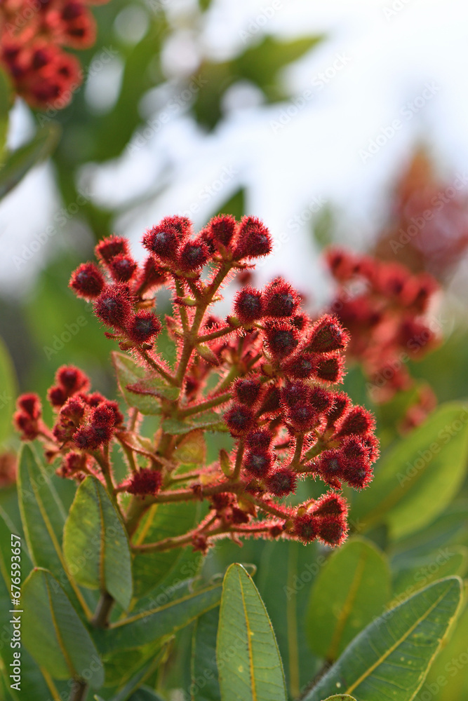 Hairy red flower buds and branches of the Australian native Dwarf Apple ...