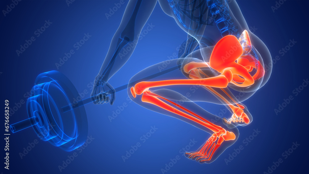 Human Skeleton System Lower Limbs Bone Joints Anatomy Stock ...