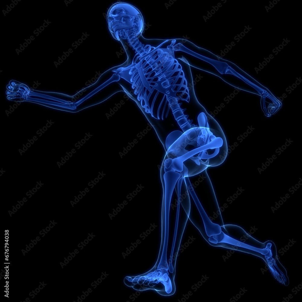 Human Skeleton System Bone Joints Anatomy Stock Illustration Adobe Stock