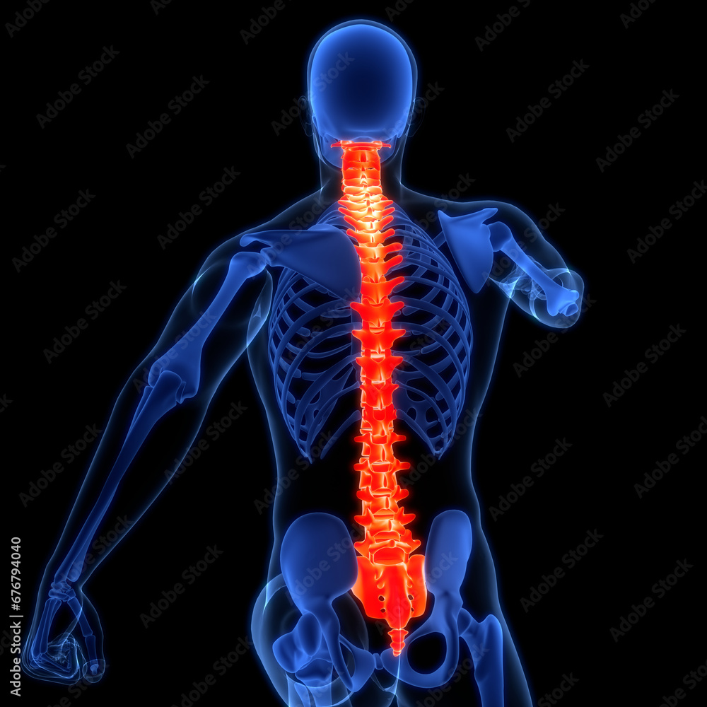 Spinal Cord Vertebral Column of Human Skeleton System Anatomy Stock ...