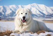 Great Pyrenees Dog Portrait Free Stock Photo - Public Domain Pictures