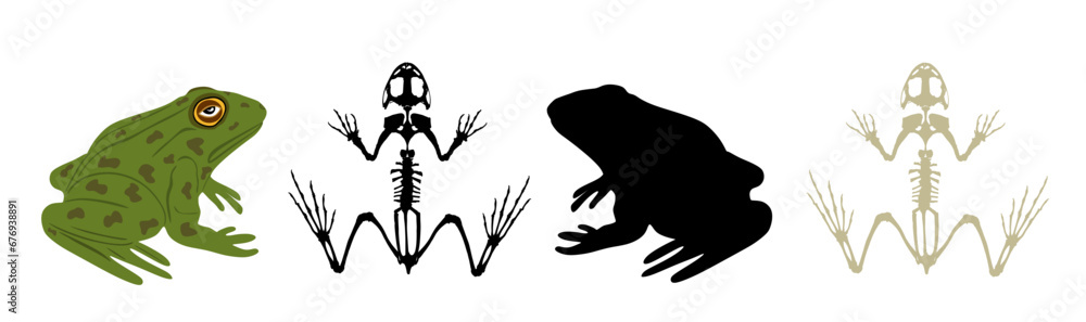 Green frog skeleton vector silhouette illustration isolated on white ...
