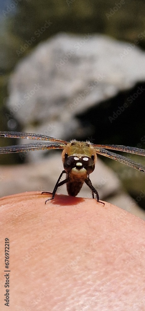 A dragonfly, a marvel of the insect world, graces the air with its ...
