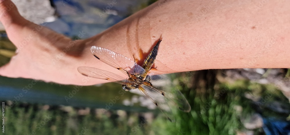 A dragonfly, a marvel of the insect world, graces the air with its ...