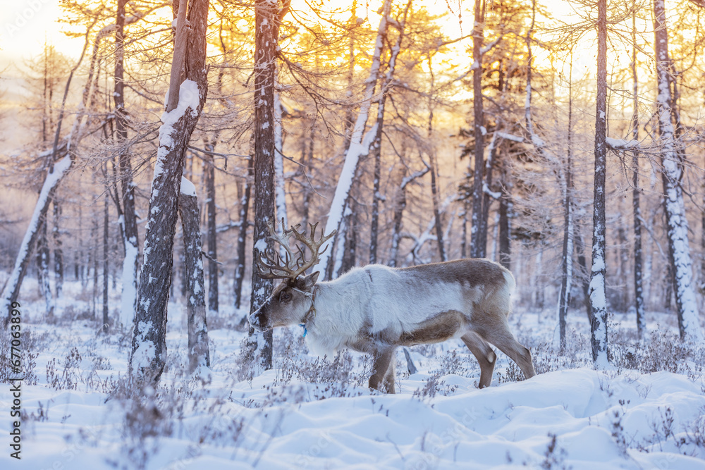 Observing reindeer in their natural habitat during winter offers a ...
