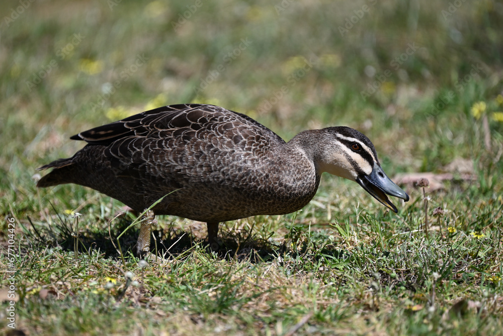 Side view of a Pacific Black Duck, hunched down with its beak open ...