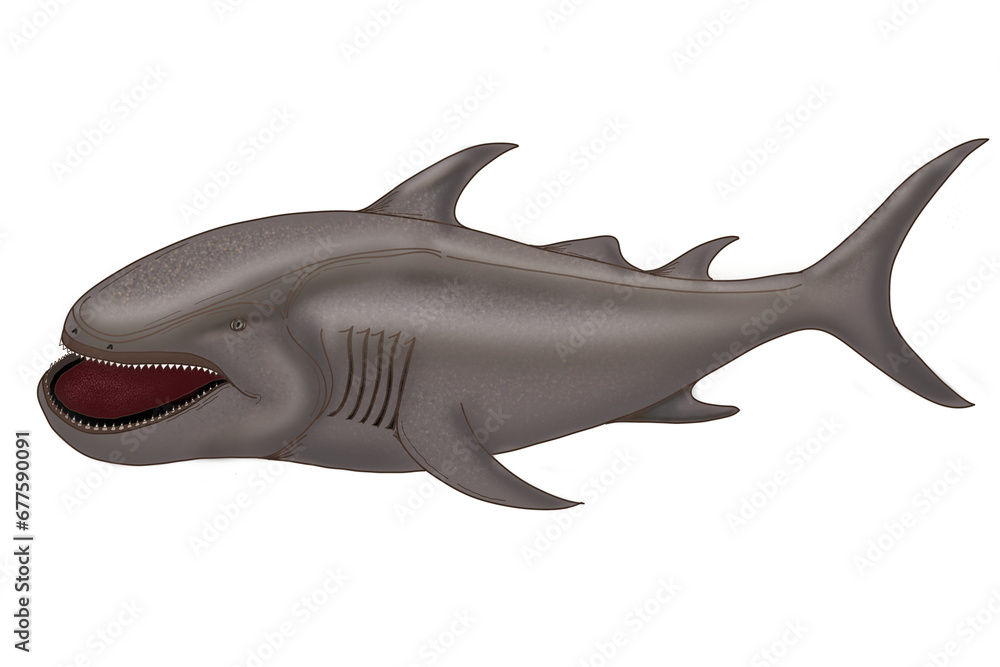 Megachasma pelagios, Megamouth shark, Shark Chordata, cartilaginous ...