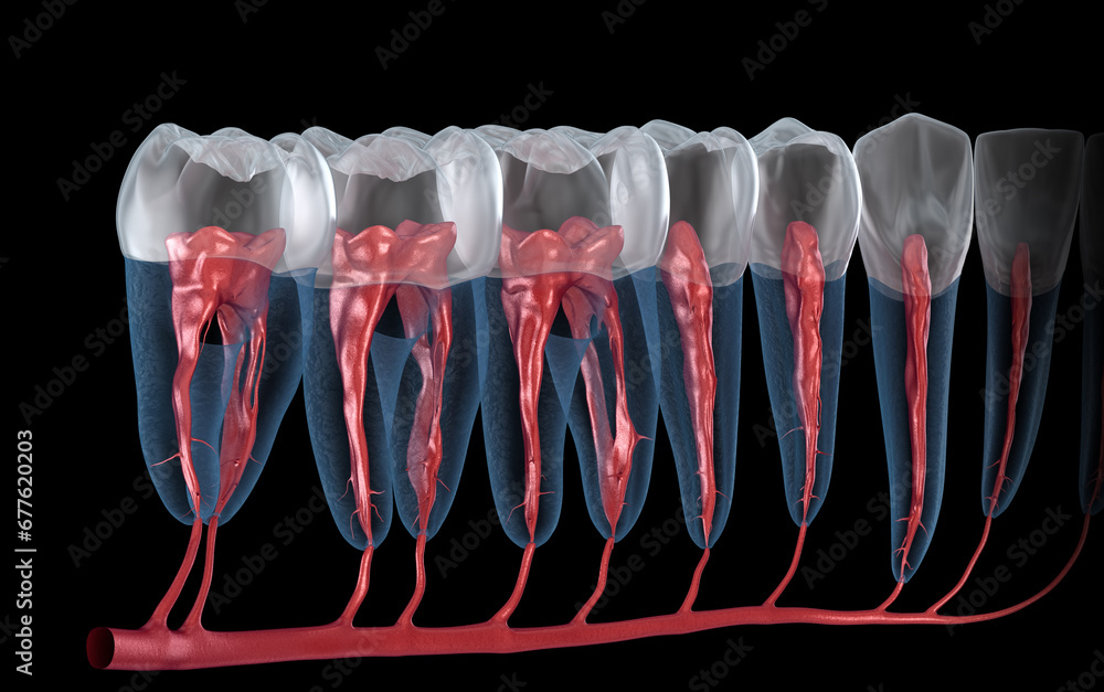 Dental root anatomy, Xray view. Medically accurate dental 3D ...