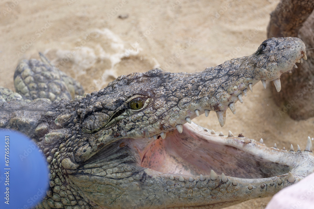 Crocodylidae. A big and dangerous crocodile looking at you above the ...