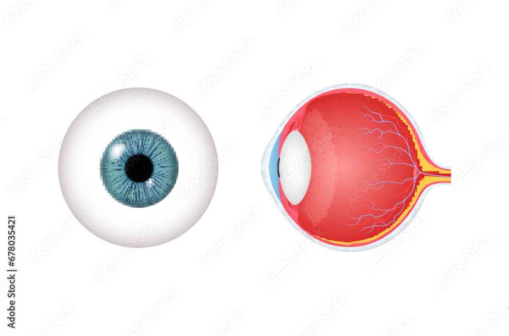 Anatomy of human eye with optic nerve structure front side view ...