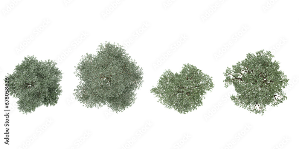 Bucida buceras,Terminalia ivorensis trees top view for landscape plan ...