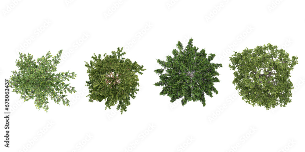 Set of Jungle Pinus,Pinus Strobus,Cedrus deodara,Acer platanoides trees ...