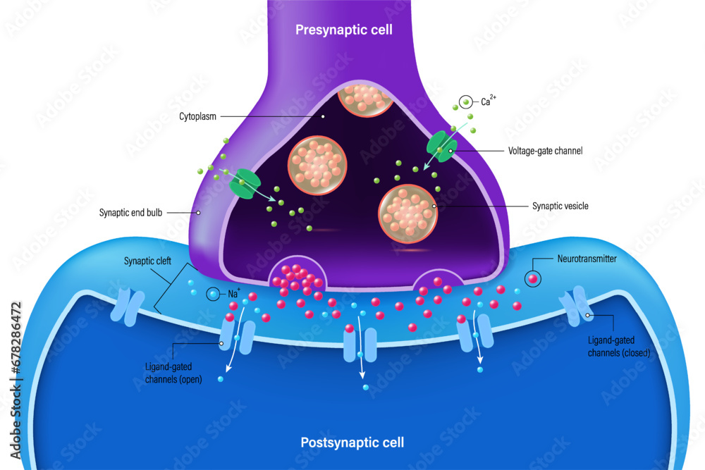 Diagram of neuron. Neuron communication. Chemical synapse vector ...