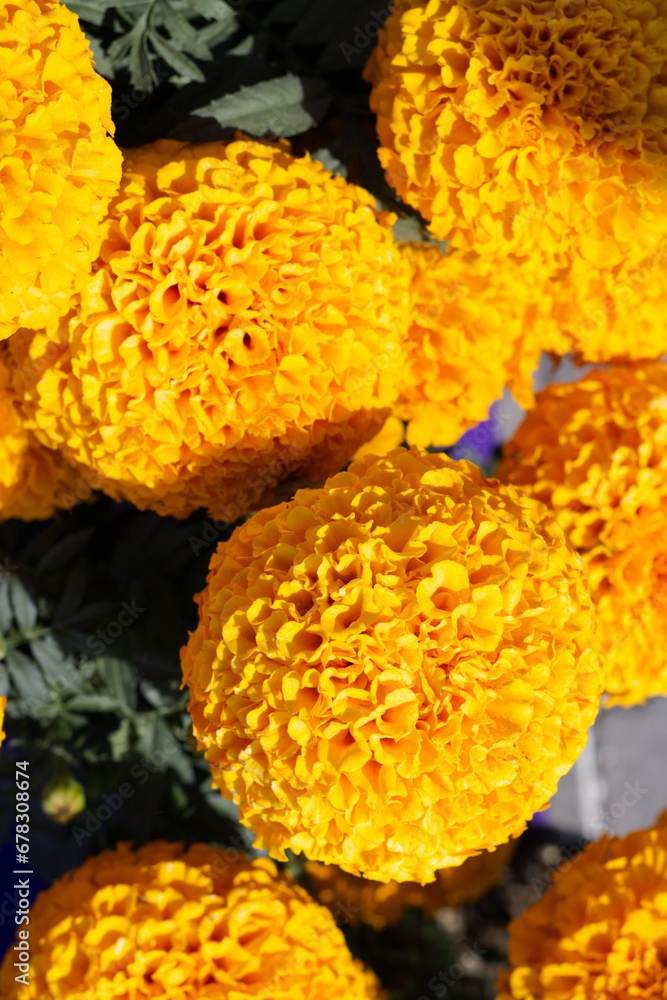 Foto de Stock Flor de Cempasúchil, que se utiliza para adornar las ...