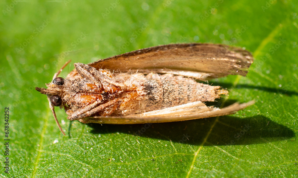 Upside down wax moth butterfly. The underside of a wax moth. The ...