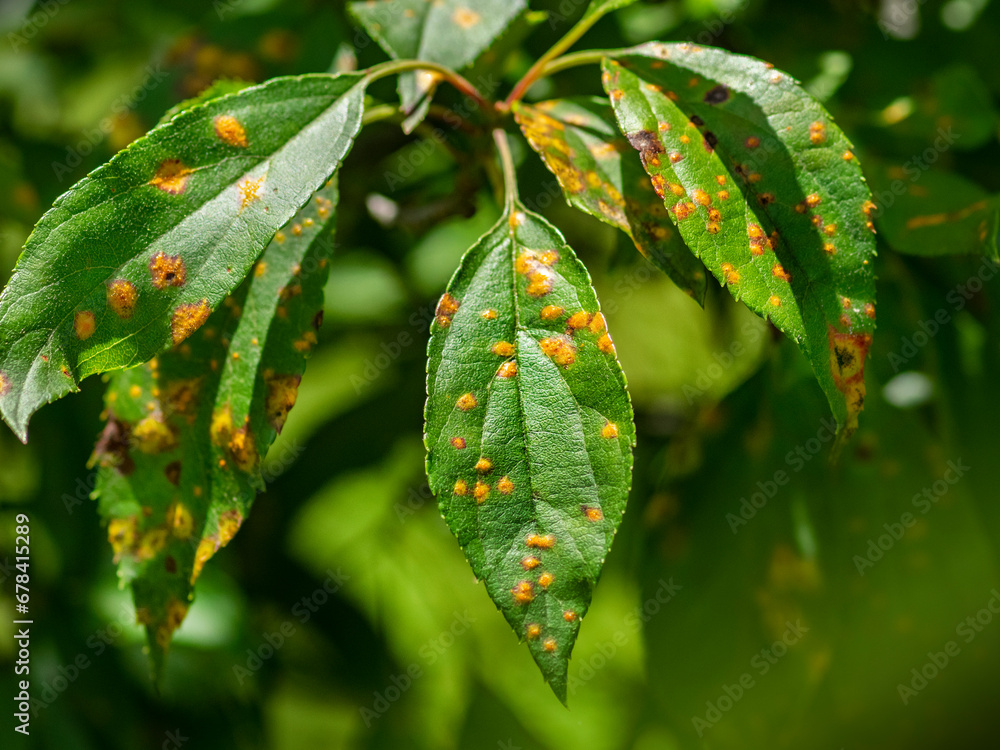A leaf spot is a limited, discoloured, diseased area of a leaf that is ...
