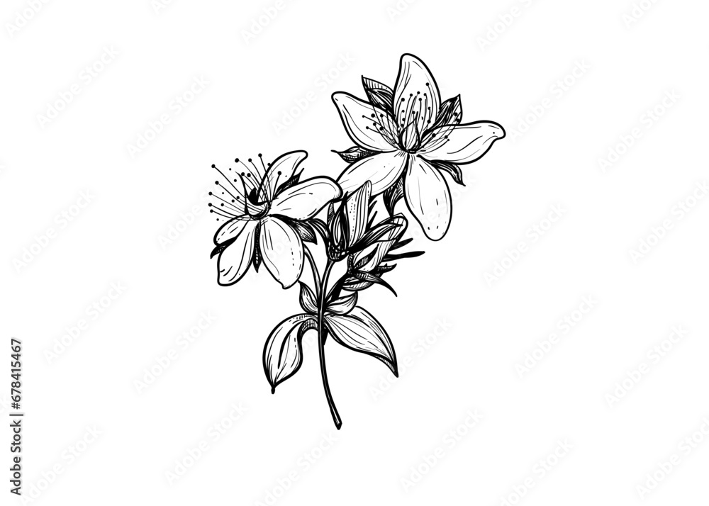 Hand drawn sketch black and white illustration set of hypericum, Saint ...