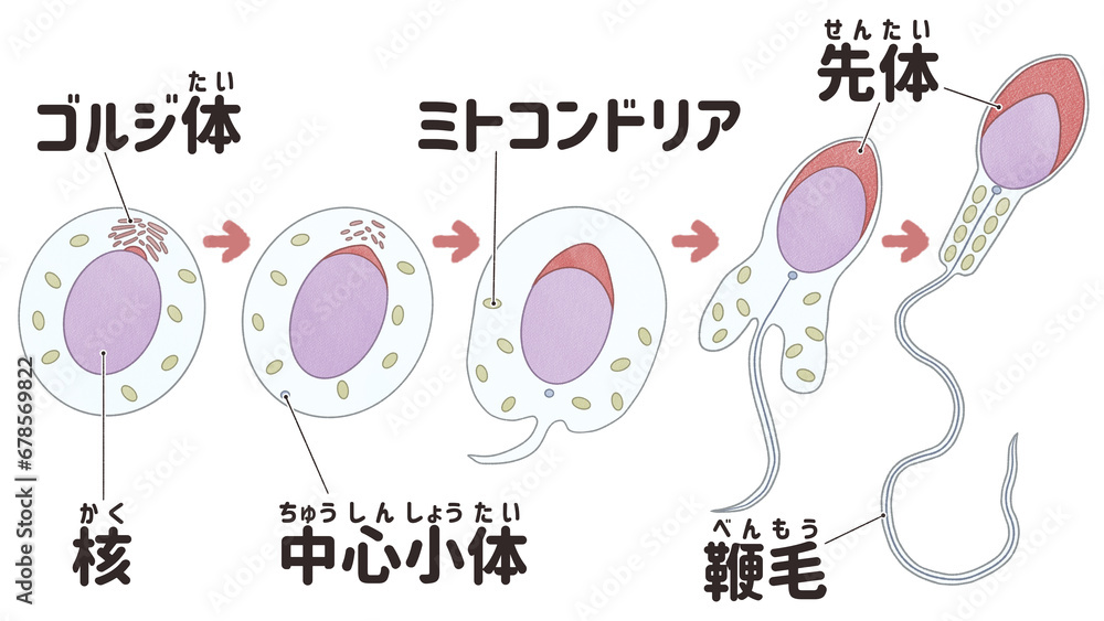 Ilustración de Stock Explain spermatogenesis with labelled diagram PNG ... Ilustración de Stock Explain spermatogenesis with labelled diagram PNG ...