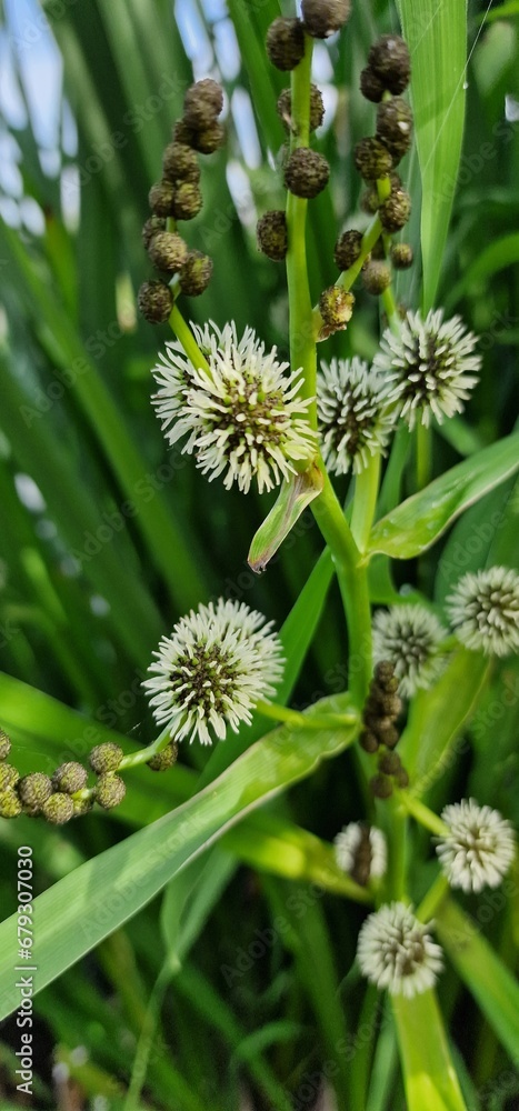 Sparganium erectum, the simplestem bur-reed or branched bur-reed, is a ...