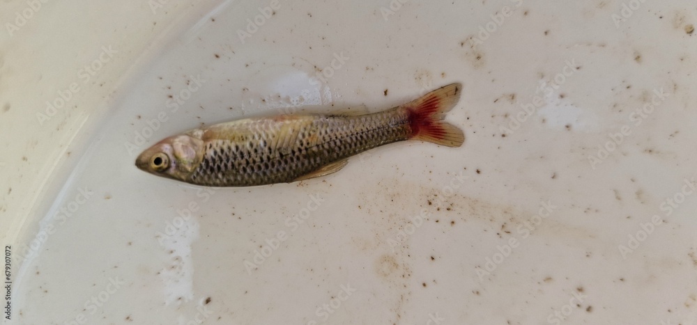 Pseudorasbora parva," commonly known as the stone moroko or topmouth ...