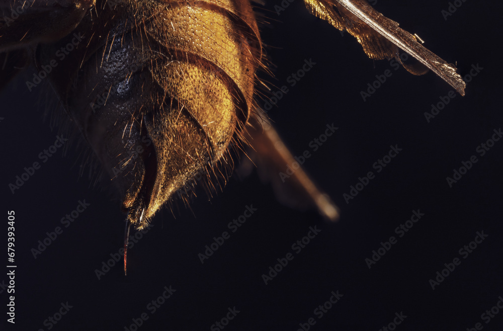 Ultra macro photography of a large hornet. Giant Asian wasp. Close-up ...
