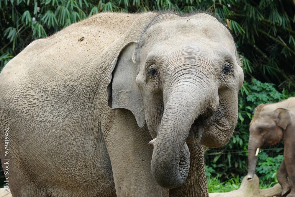 The Sumatran elephant (Elephas maximus sumatranus) is one of three ...