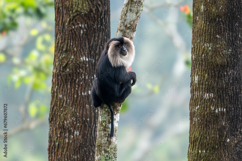The lion-tailed macaque (Macaca silenus), also known as the wanderoo ...