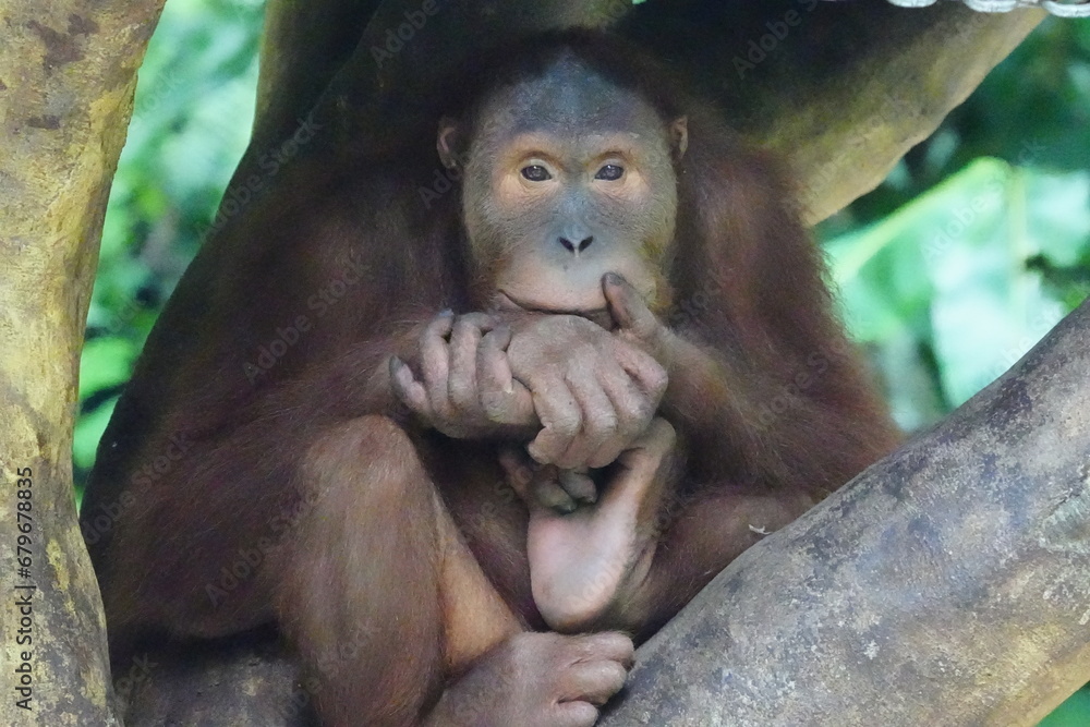 Orangutans are highly intelligent and critically endangered great apes ...