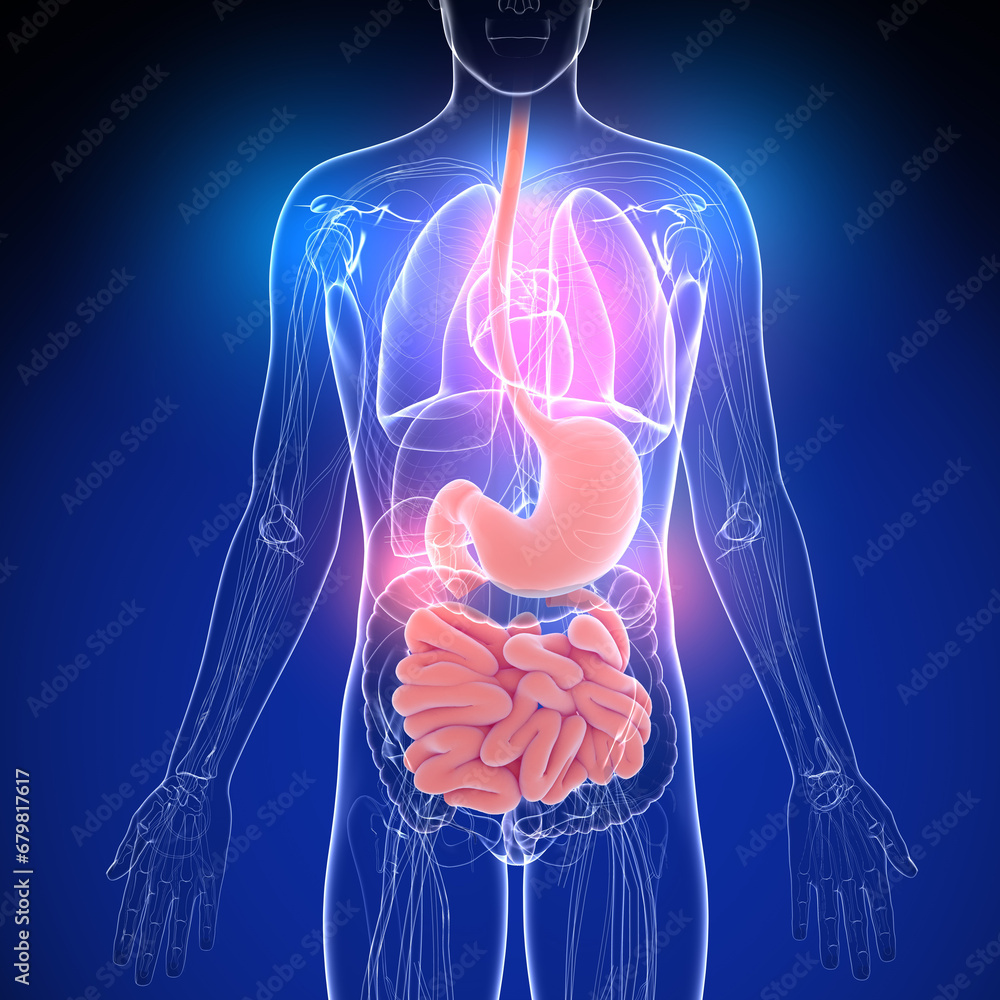 Transparent 3D illustration of the digestive system seen from the front ...