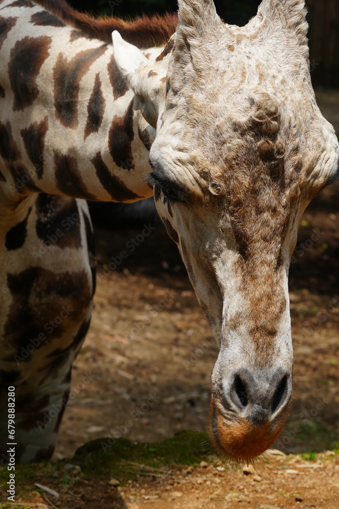 The giraffe (Giraffa camelopardalis) is a unique and majestic African ...
