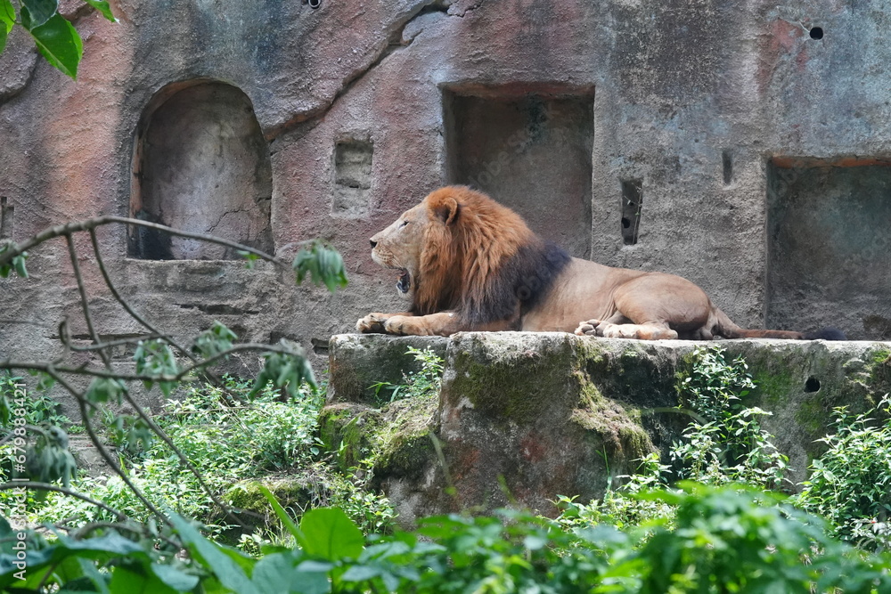 Lions (Panthera leo) are iconic and majestic big cats known for their ...