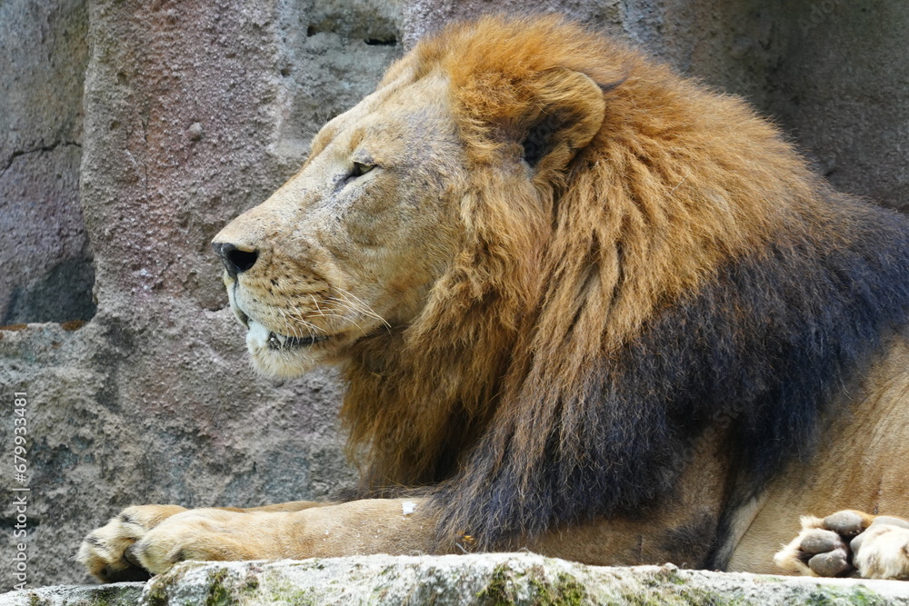 Lions (Panthera leo) are iconic and majestic big cats known for their ...