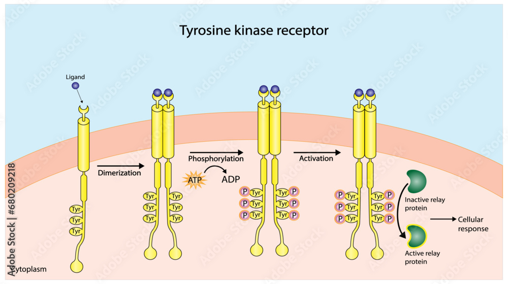 Tyrosine kinase receptor. Dimerization, phosphorylation, activation and cellular response. Cell ...