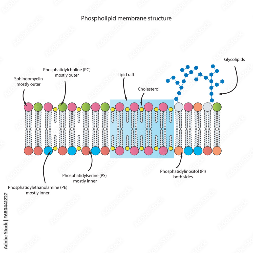 Diagrams showing schematic structure of cytoplasmatic membrane, including phospholipids (PE, PC ...