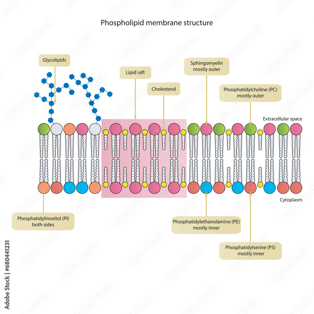 Vector de Stock Diagrams showing schematic structure of cytoplasmatic membrane, including ...