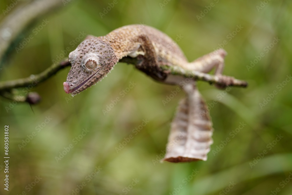 Stock-Foto „Henkel's leaf-tailed gecko (Uroplatus henkeli ), also known ...