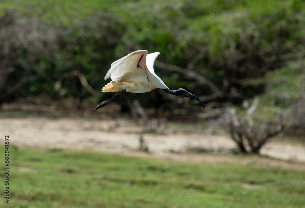 Threskiornis melanocephalus is a species of ibis from the ibis family ...
