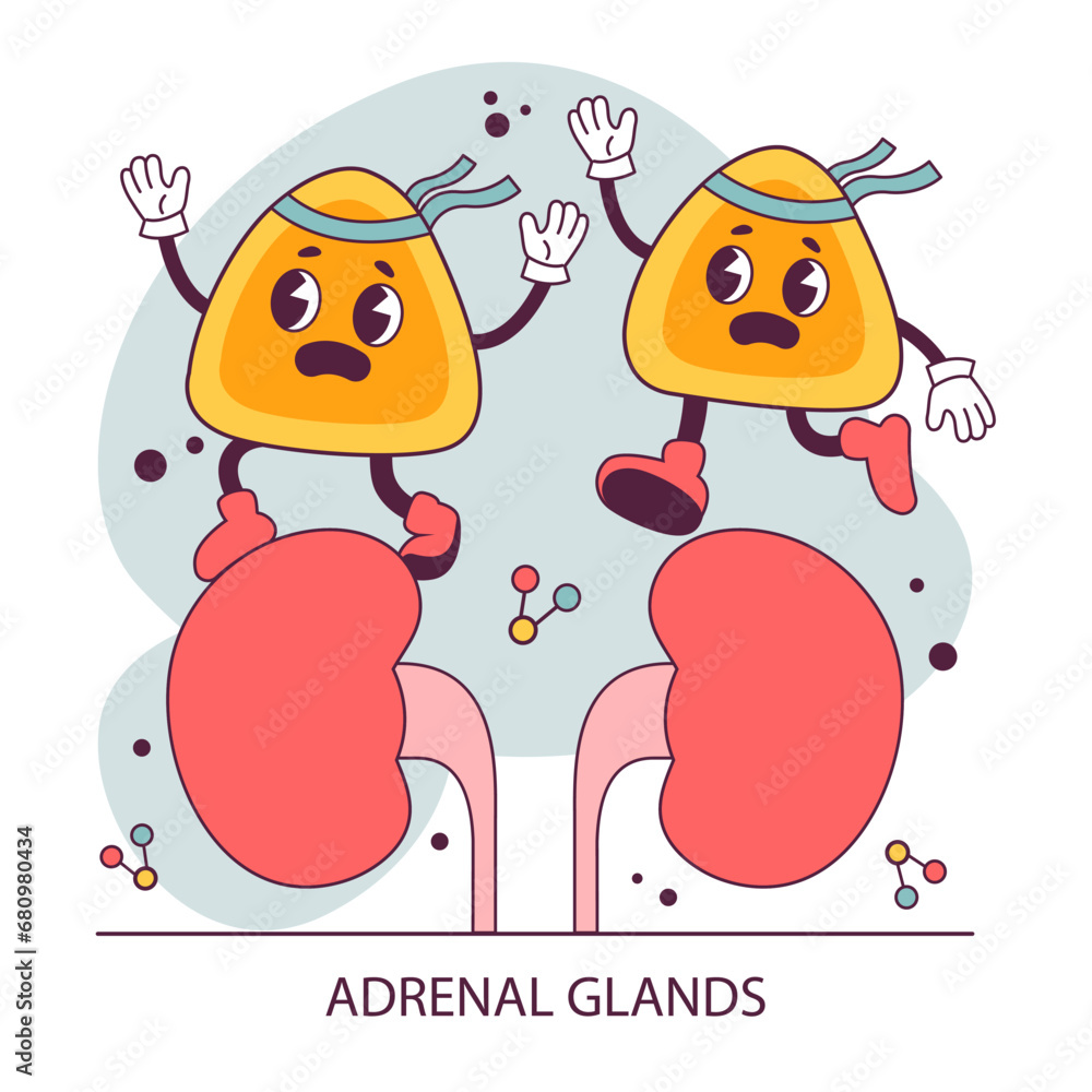Endocrine system organ. Human gland function. Adrenal gland. Human ...