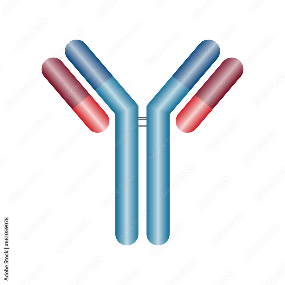 Single antibody immunoglobulin molecule. Schematic structure of an ...