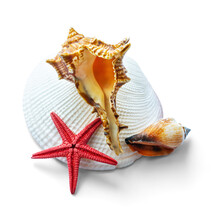 Seashell Collection Close-up Free Stock Photo - Public Domain Pictures