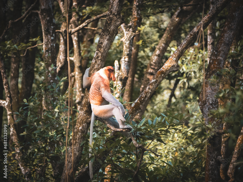 An adult male proboscis monkey (Nasalis larvatus)alpha male is enjoying ...