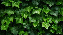 Ivy Background Free Stock Photo - Public Domain Pictures
