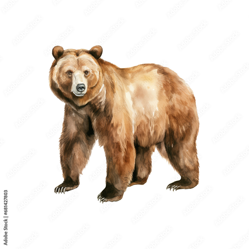 Bear watercolor illustration brown grizzly bear. hand down painted on a ...